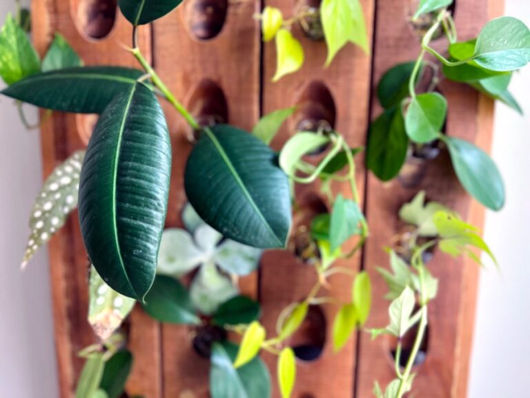 How To Make A DIY Plant Propagation Station (Easy + Stylish)