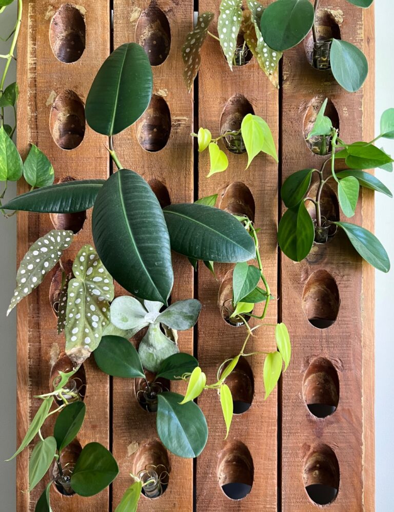 How To Make A DIY Plant Propagation Station (Easy + Stylish)